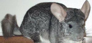 Chinchillas, Gerbils, and Rats - Topeka & Shawnee County Public Library