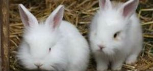 Adopt a Rescued Rabbit Month - Topeka & Shawnee County Public Library