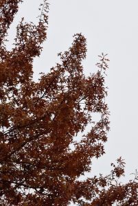 Trees for color, life and intrigue - Topeka & Shawnee County Public Library