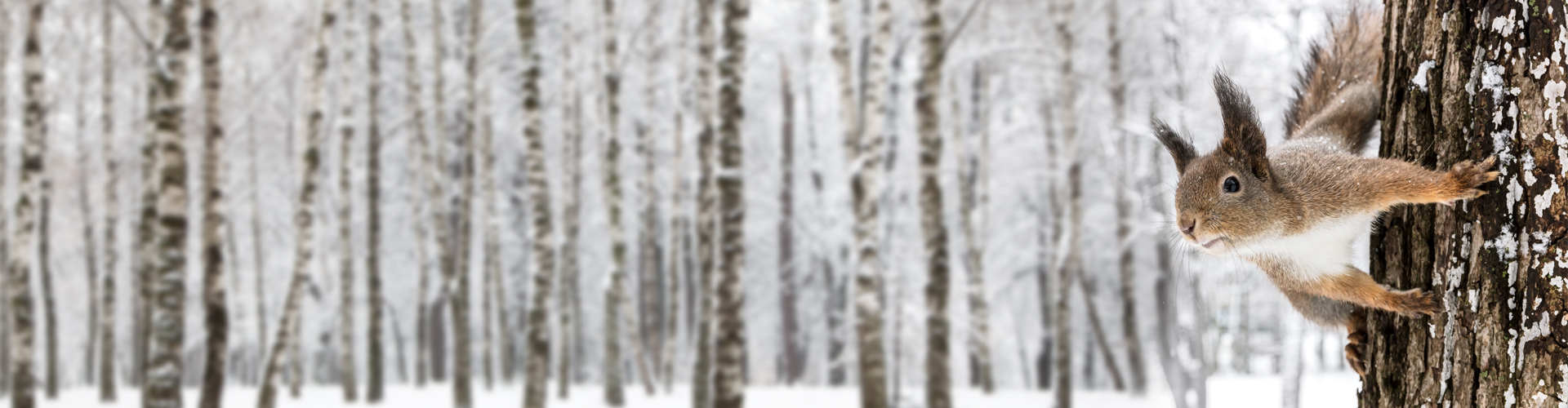 Staying creative through the winter - Topeka & Shawnee County Public ...